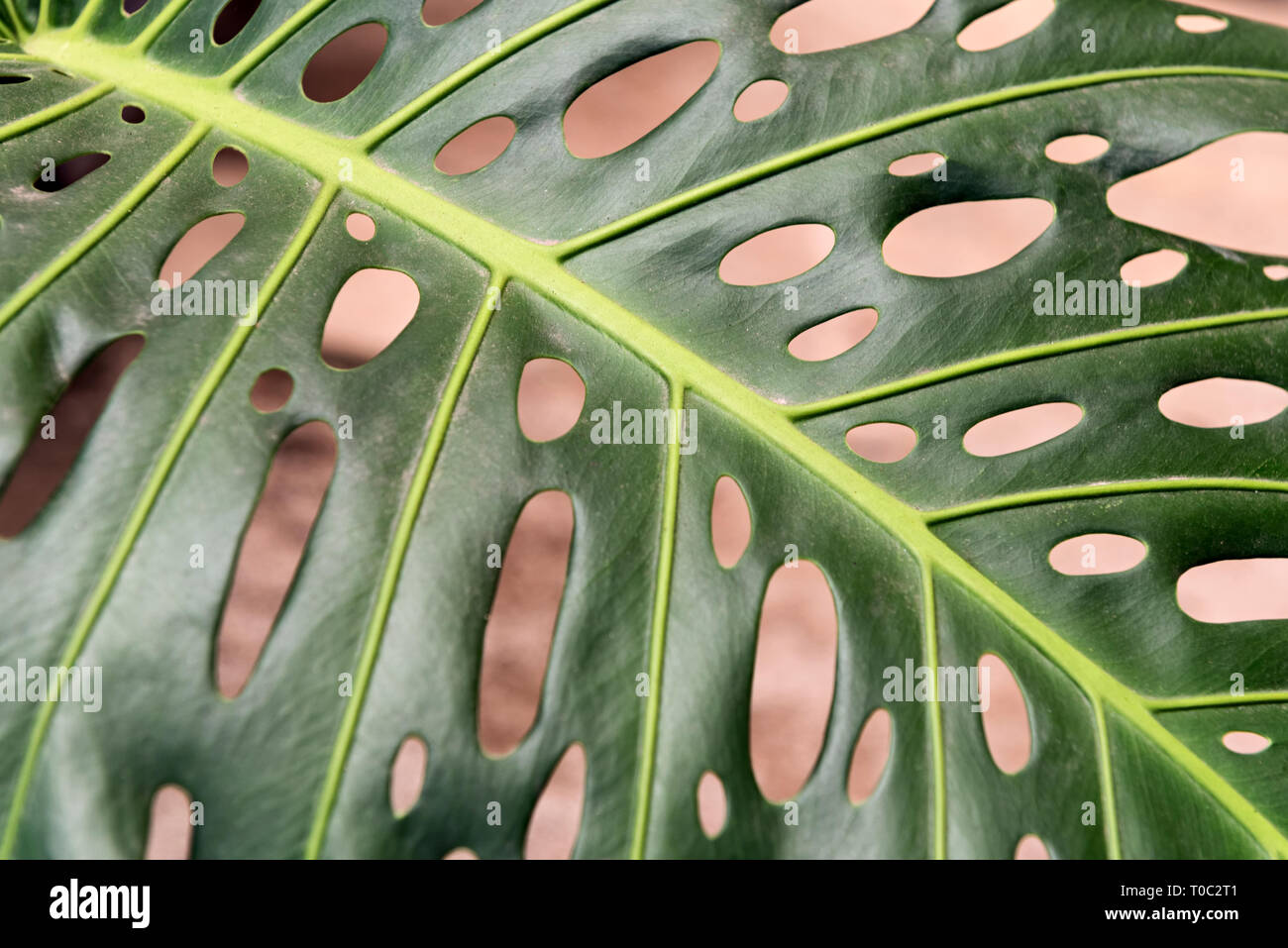 Leaf of Monstera deliciosa, also known as ceriman or Swiss cheese plant ...
