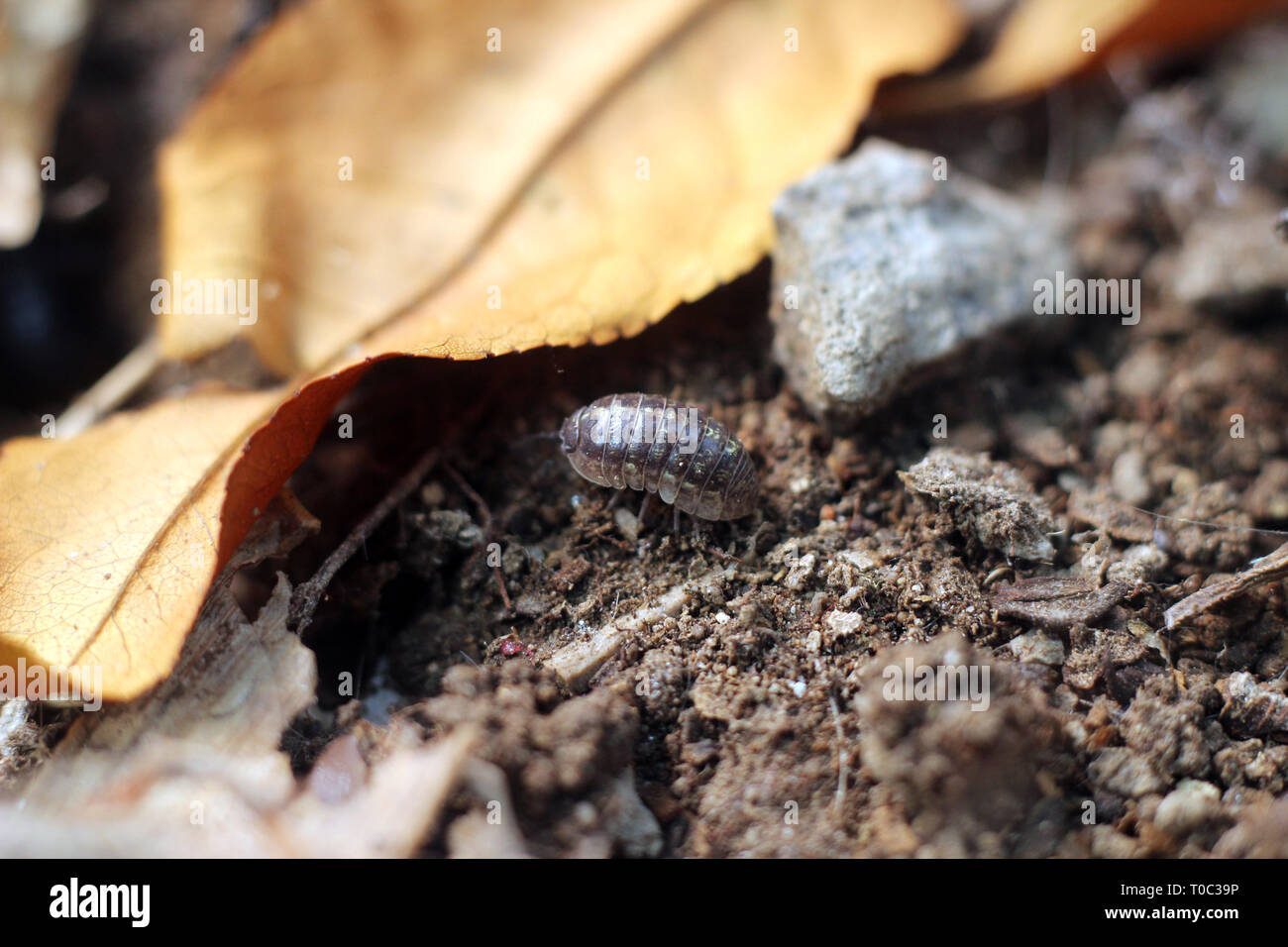 Cochineal insect hi-res stock photography and images - Alamy