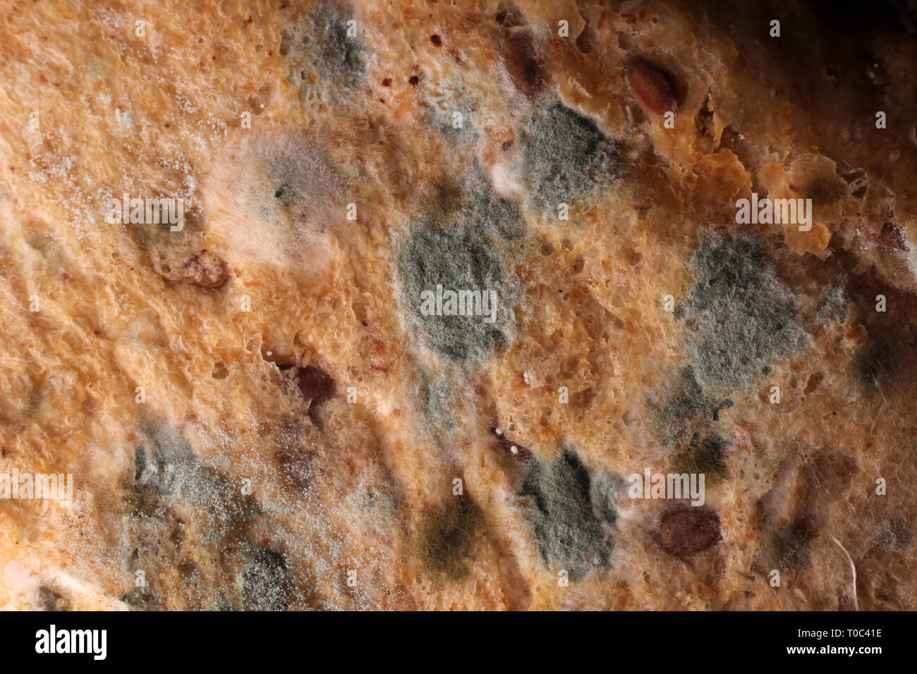 Dust fungus hi-res stock photography and images - Alamy