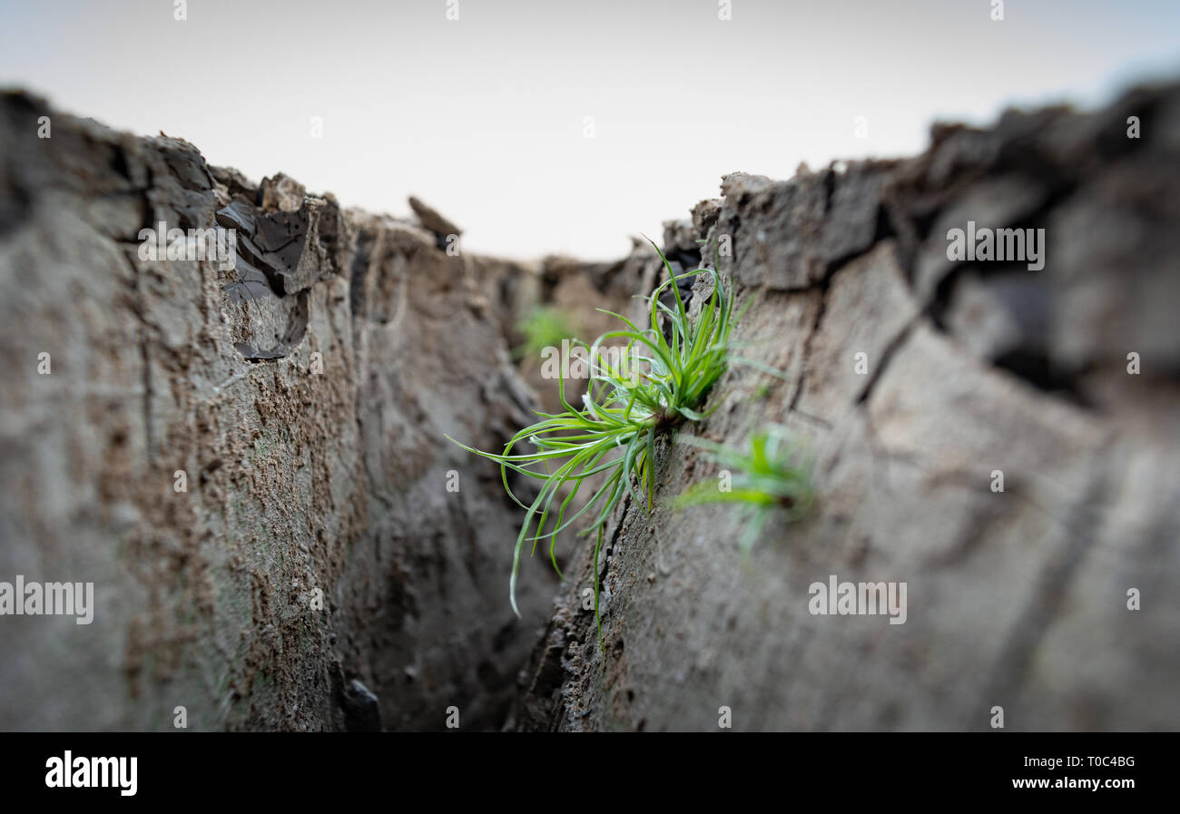 Green grass growing in between the cracked earth crust Stock Photo - Alamy