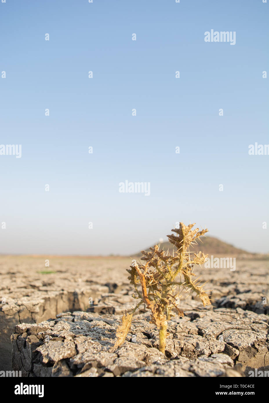 Dead Trees in the a dried up empty reservoir or dam during a summer ...