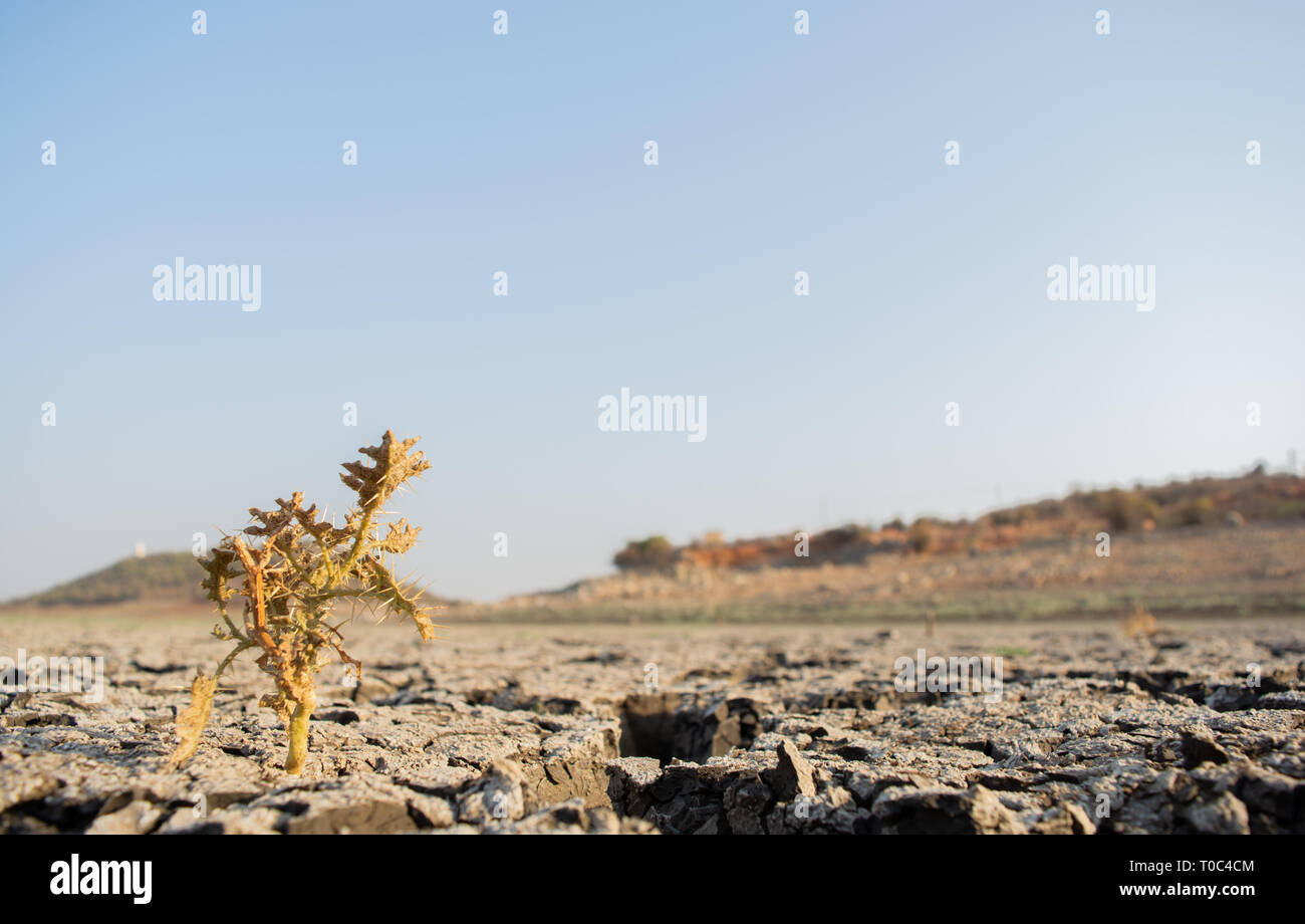 Dead Trees in the a dried up empty reservoir or dam during a summer ...