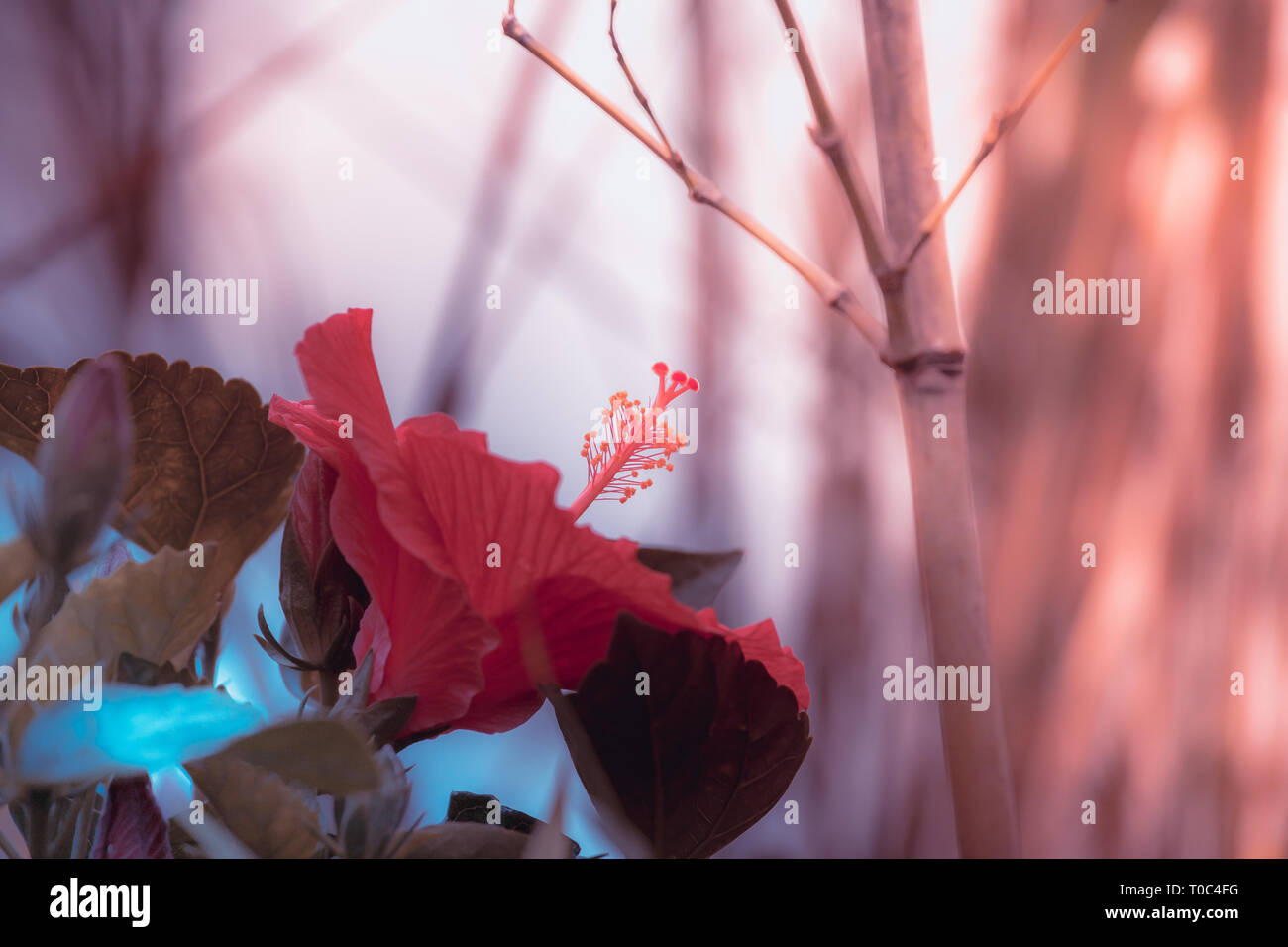 dramatic flower background Stock Photo - Alamy