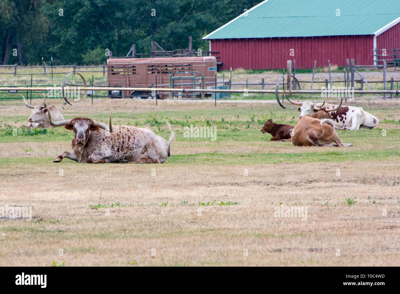 Longhorns Cattle High Resolution Stock Photography and Images - Alamy