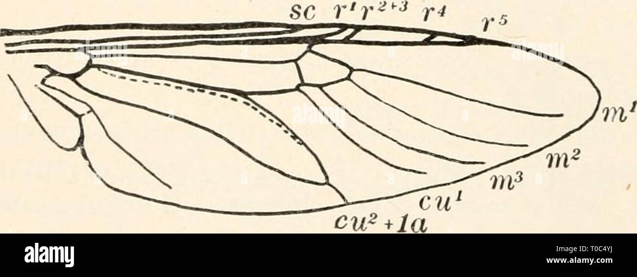 Elementary entomology ([c1912]) Elementary entomology ...
