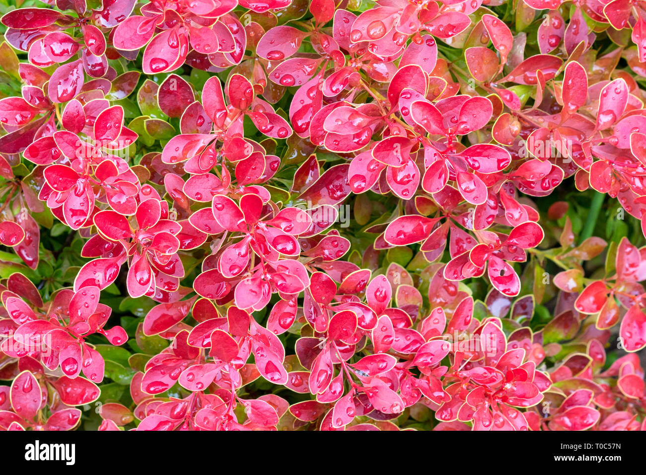berberis tunbergii Golden Ring Stock Photo - Alamy