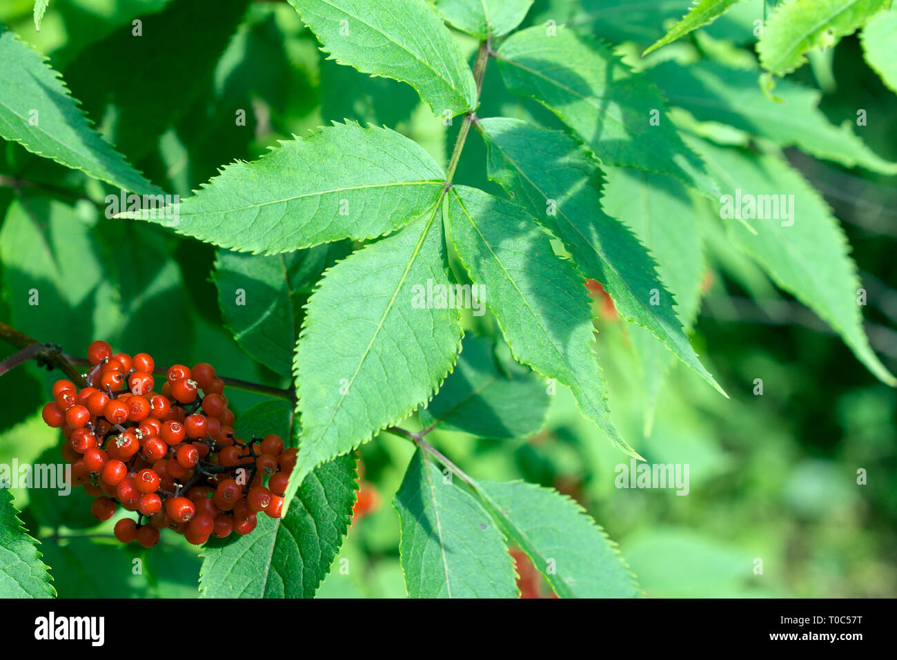 Sambucus racemosa, a species of elderberry known by the common names ...