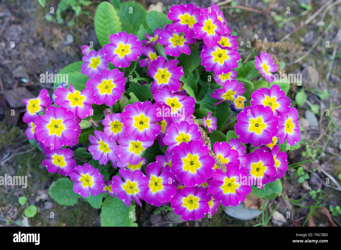 Primroses isolated hi-res stock photography and images - Alamy