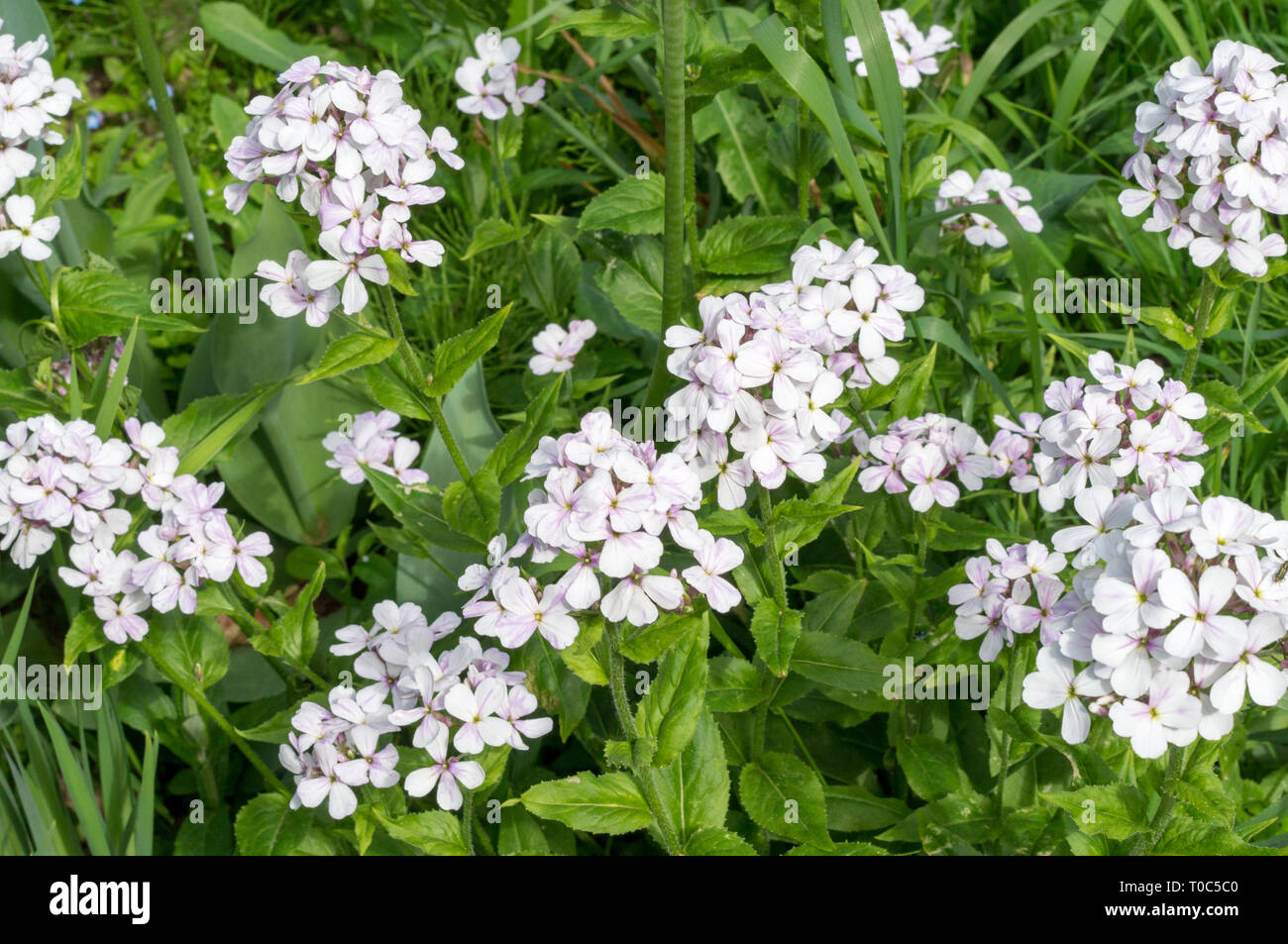 Sweet Rocket Hesperis matronalis Stock Photo - Alamy