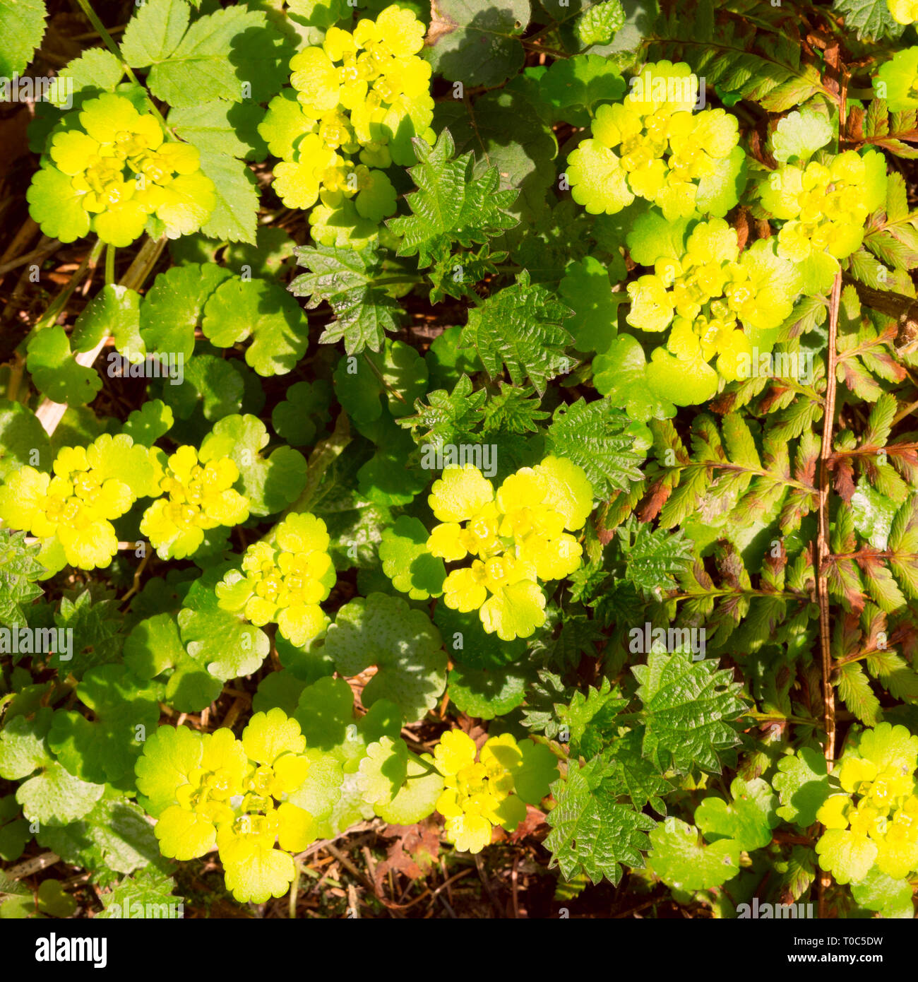 Spring forest flowers hi-res stock photography and images - Alamy
