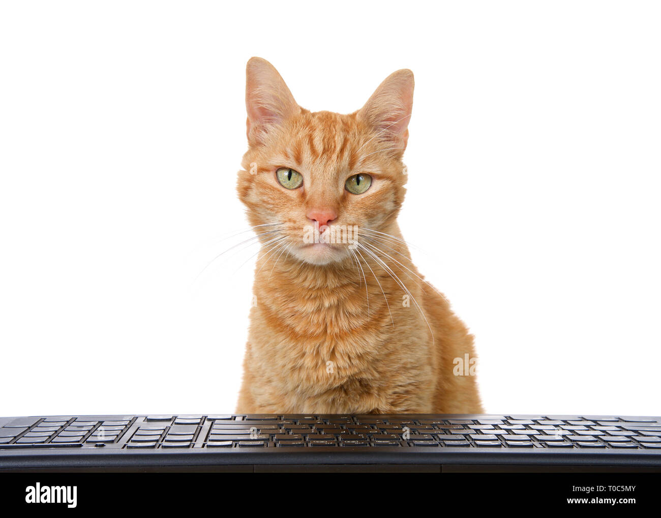 one fluffy orange ginger cat looking over a computer keyboard isolated ...