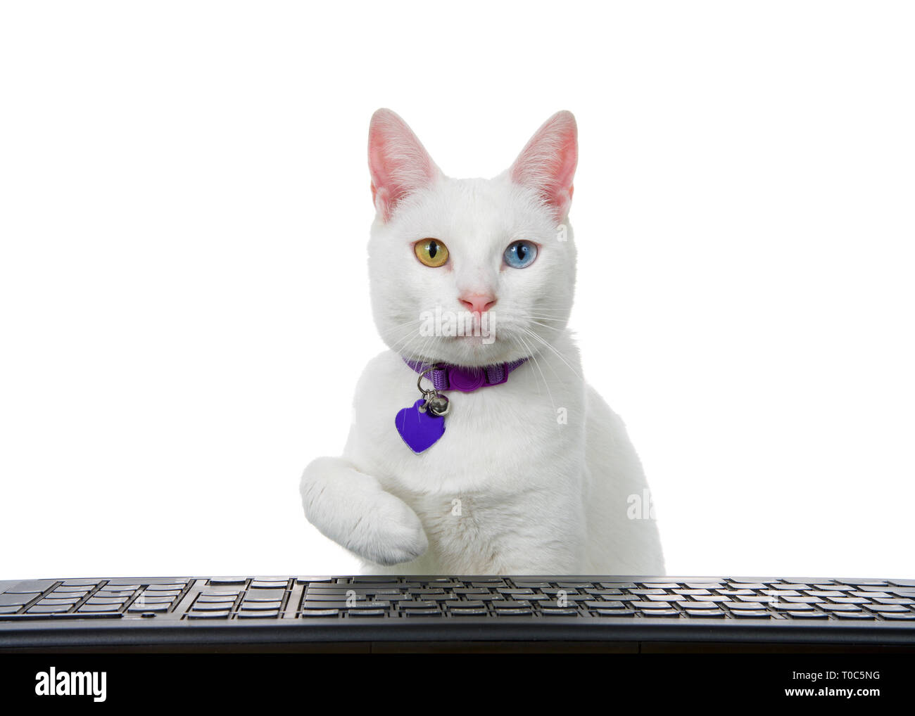 one fluffy white kitten with heterochromia, odd eyed, reaching over a ...
