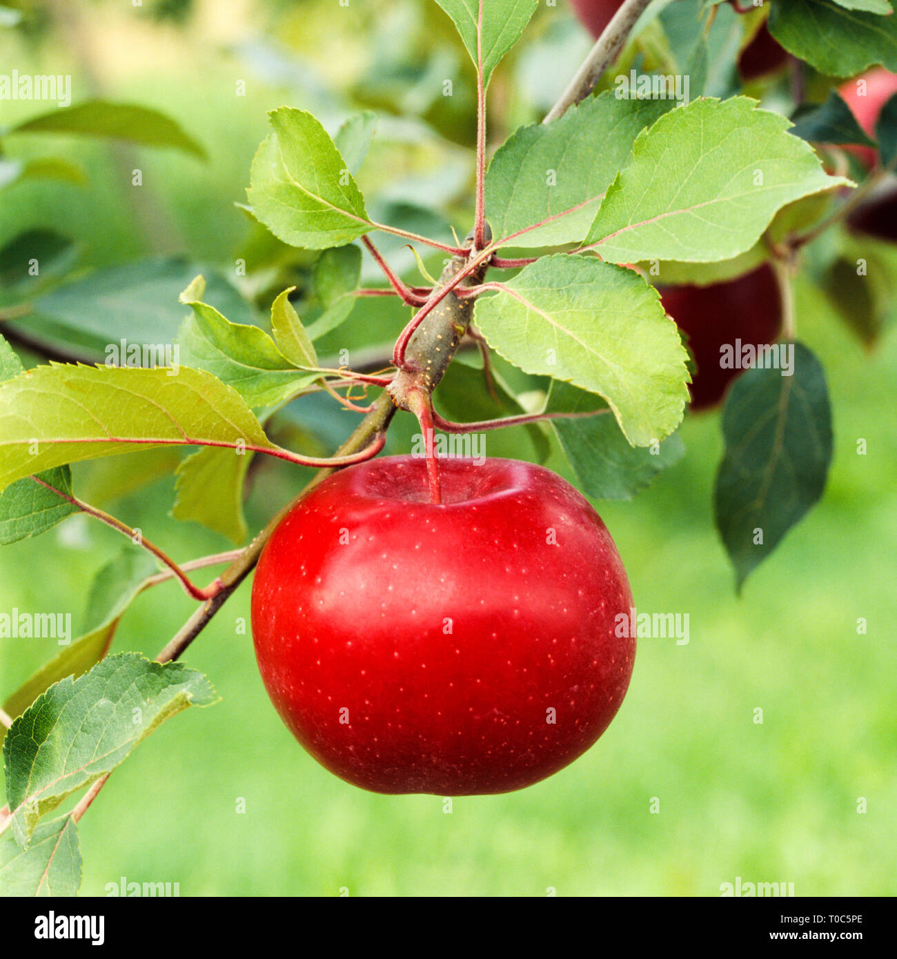 Perfect, beautiful ripe red apple fruit growing on tree in orchard ...