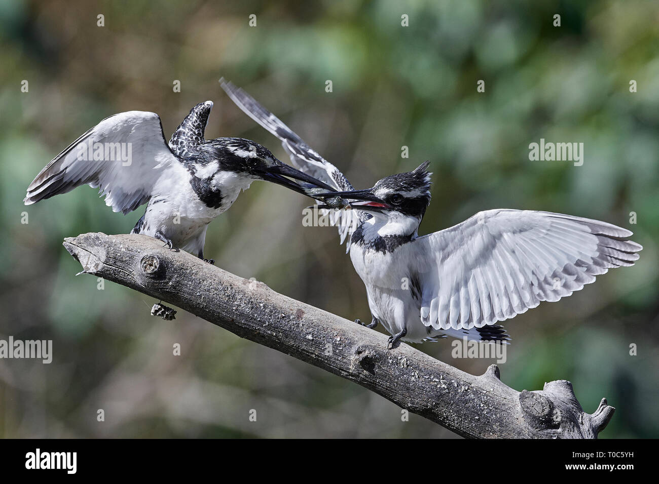 Sharing a fish hi-res stock photography and images - Alamy