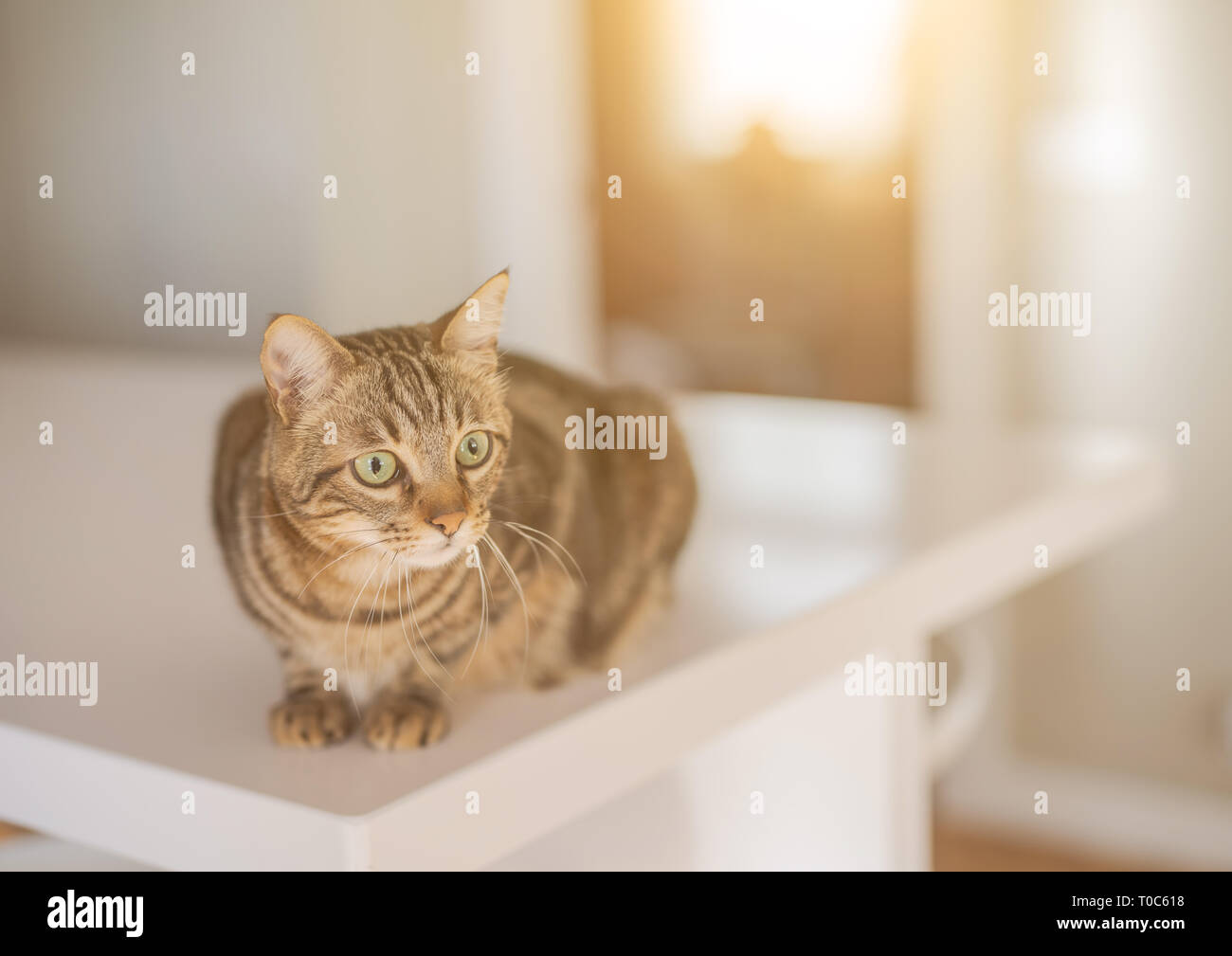 Cute short hair cat looking curious and snooping at home Stock Photo ...