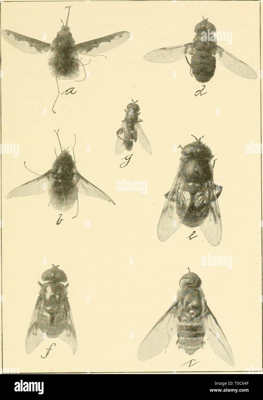 Anthrax sp hi-res stock photography and images - Alamy