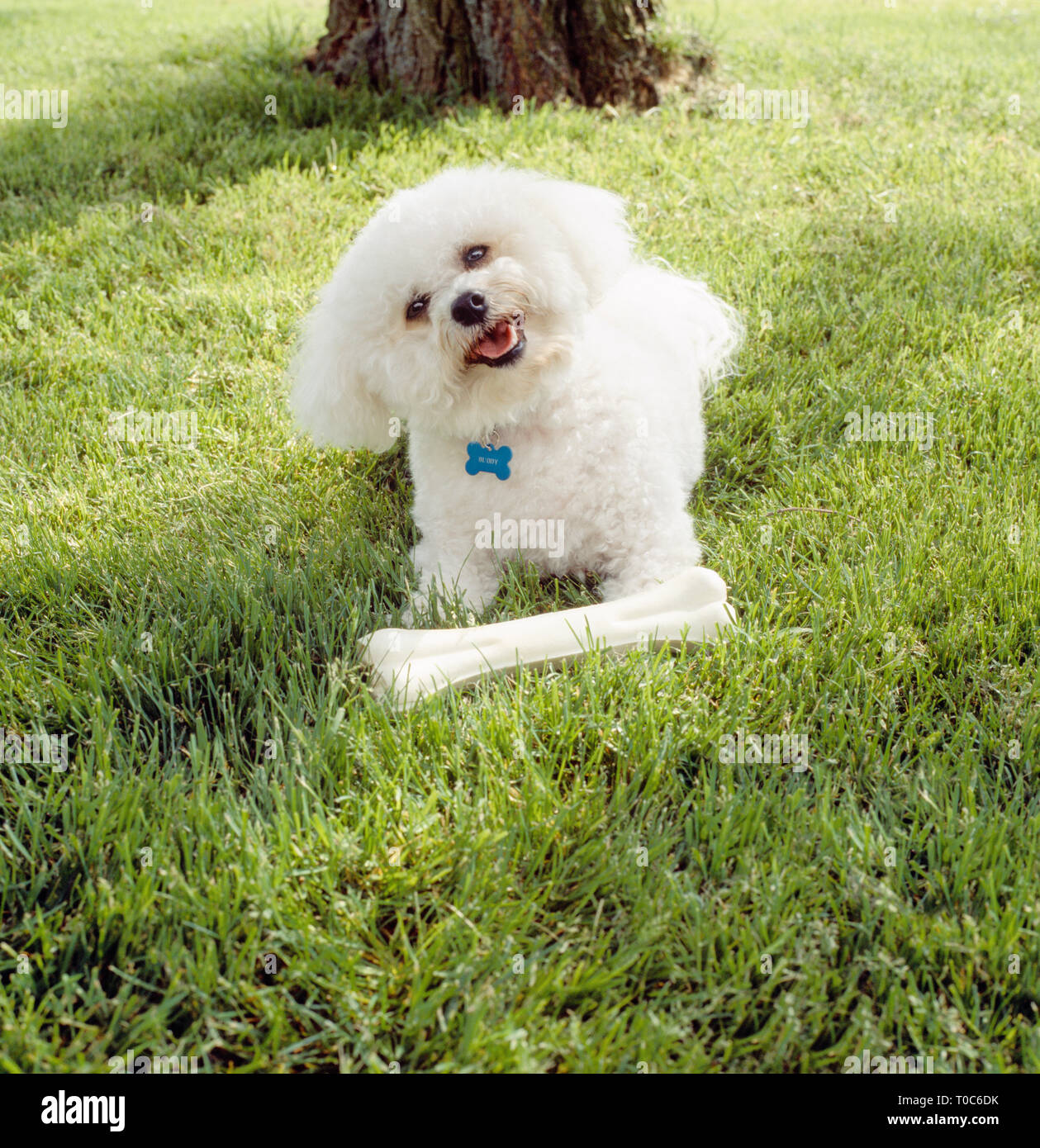 Cute, happy, Bichon Frise dog with clean white fur playing with chew ...