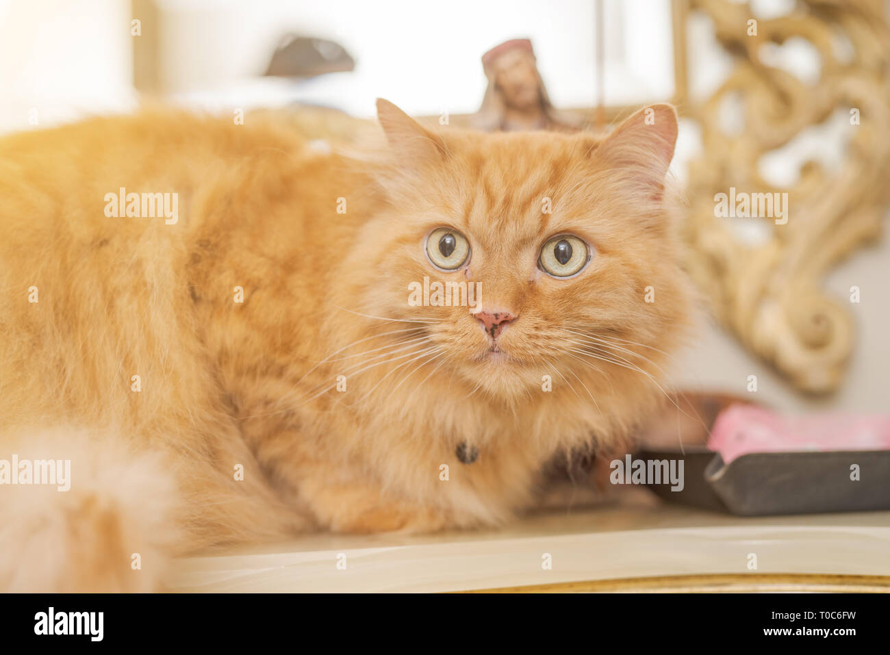 Long haired ginger tabby cat hi-res stock photography and images - Alamy