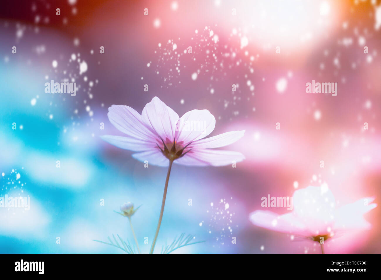 dramatic flower background Stock Photo - Alamy