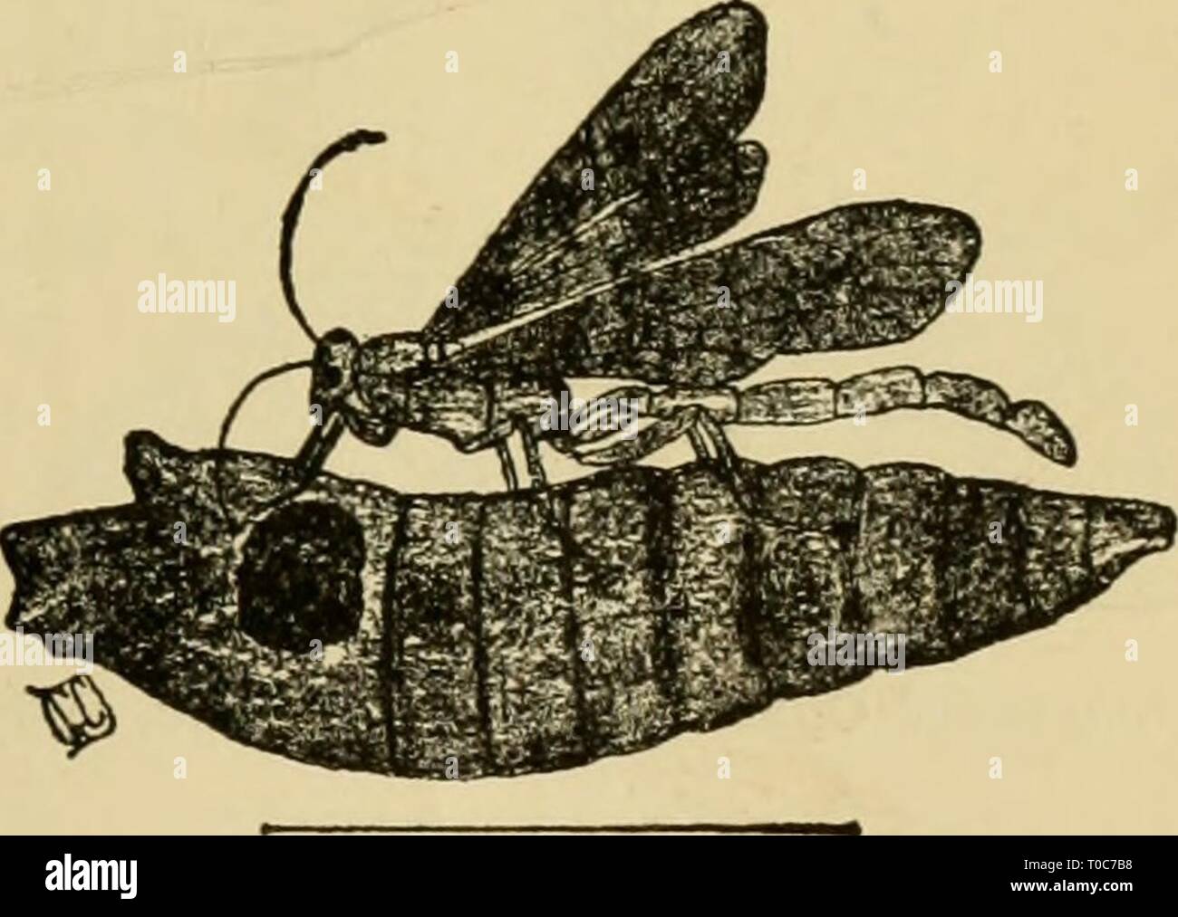 Ovipositors hi-res stock photography and images - Alamy