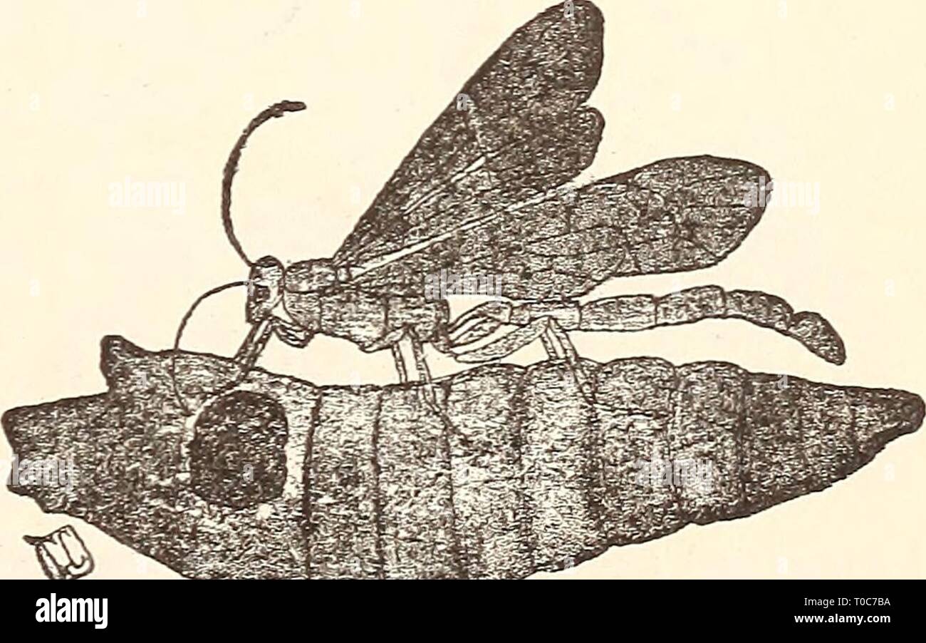 Ovipositors hi-res stock photography and images - Alamy