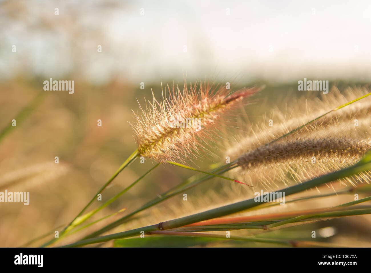 Pennisetum pedicellatum hi-res stock photography and images - Alamy