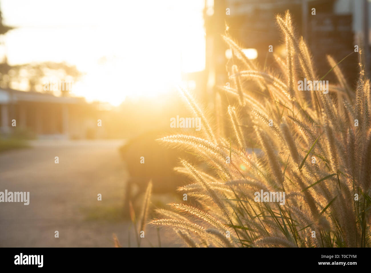 Desho grass, Pennisetum pedicellatum and sunlight from sunset Stock ...