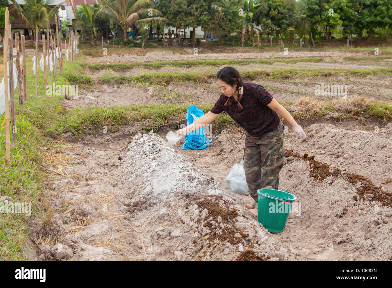 Woman gardeners put lime or calcium hydroxide into the soil to ...
