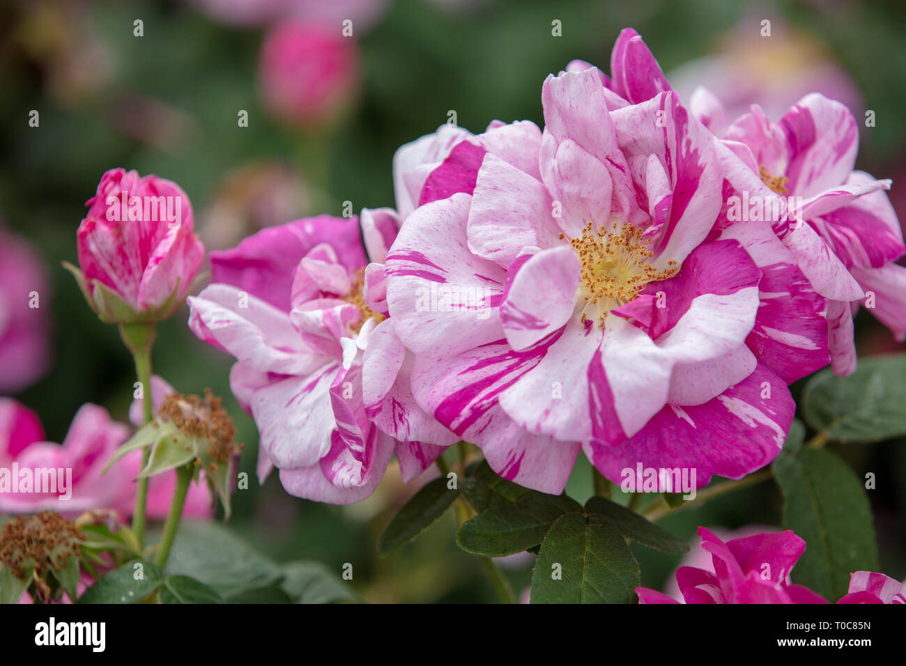 Rosa gallica versicolor summer hi-res stock photography and images - Alamy
