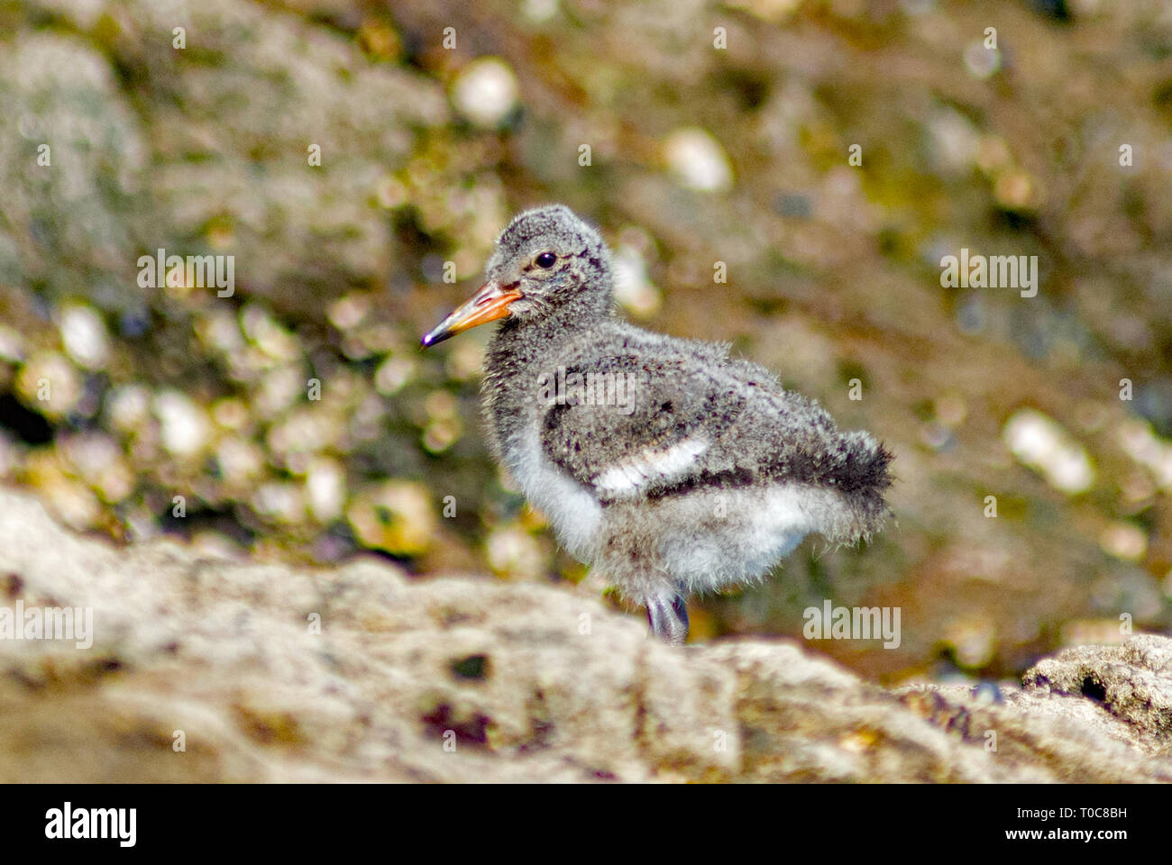Osyter catchers and chicks hunting on the coastal rocks Stock Photo - Alamy