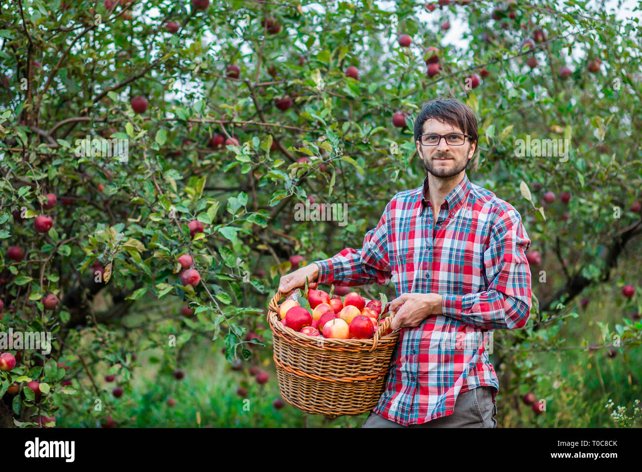 Picking apples. A man with a full basket of red apples in the garden ...