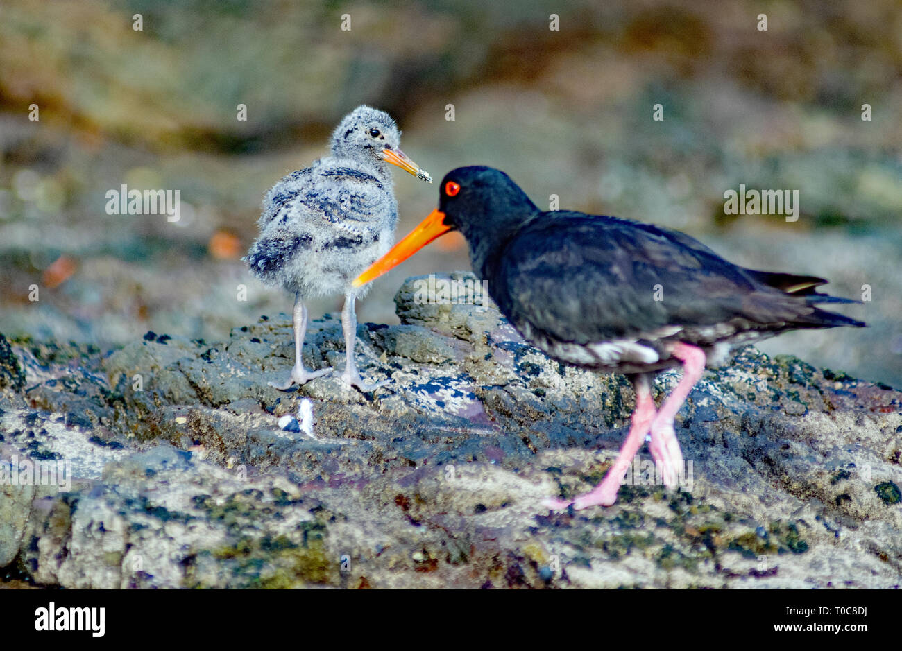 Osyter catchers and chicks hunting on the coastal rocks Stock Photo - Alamy