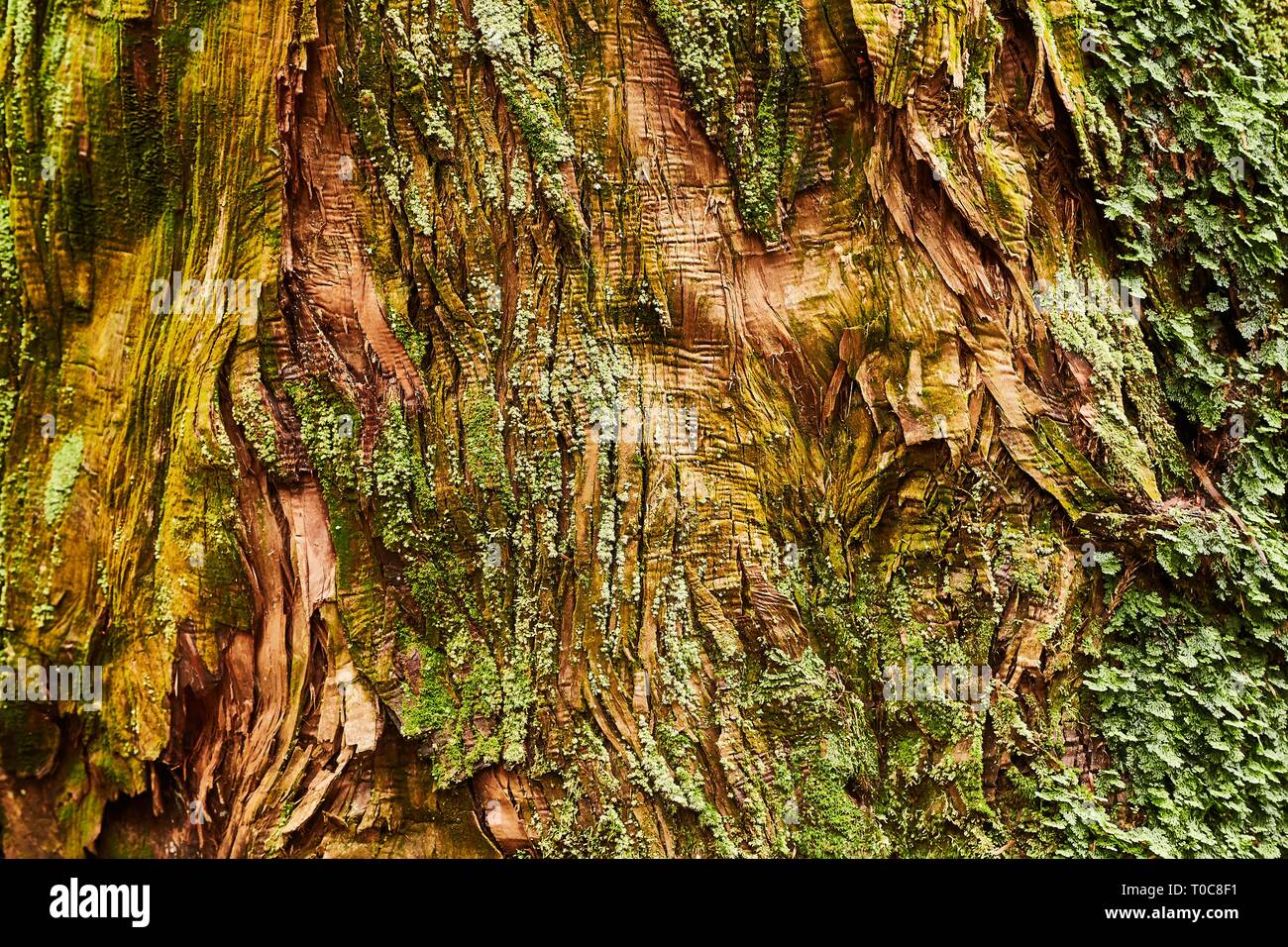 Tree Trunk Closeup Stock Photo - Alamy