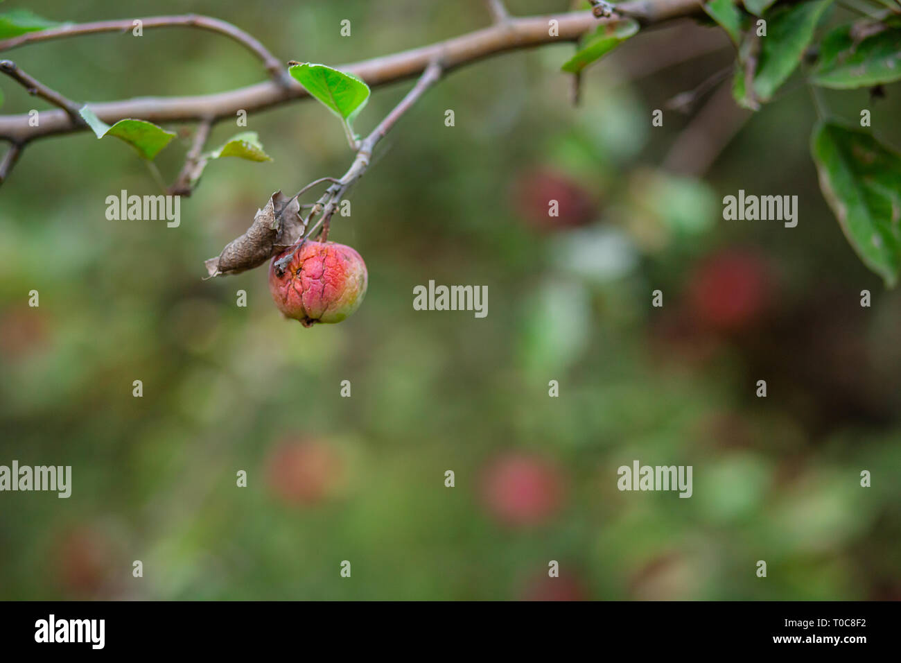 Rotten apple on the apple tree branch. The traditional concept of ...