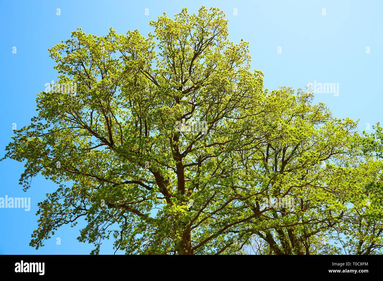 Fresh life for trees hi-res stock photography and images - Alamy