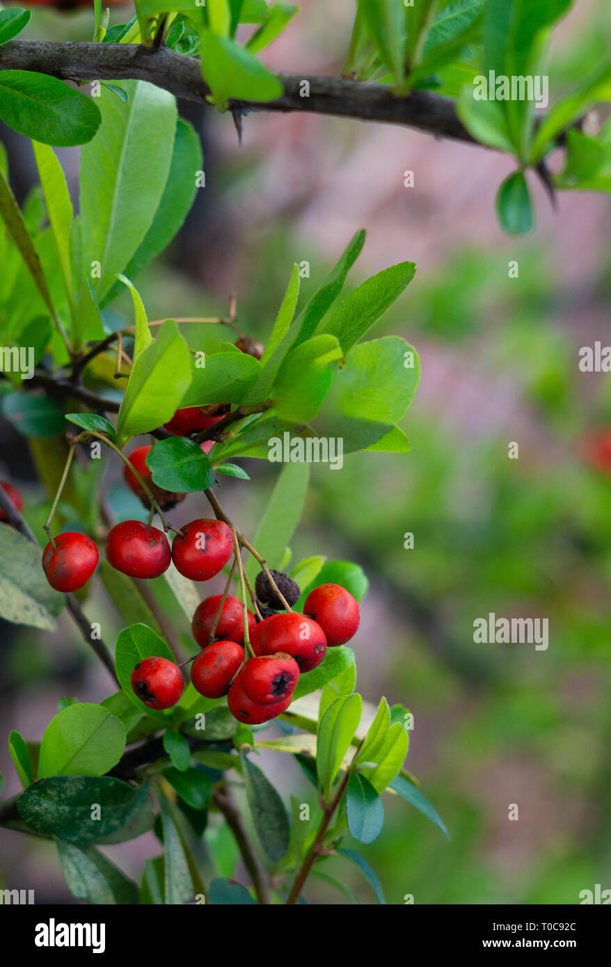 Ilex verticillata winter red berries hi-res stock photography and ...