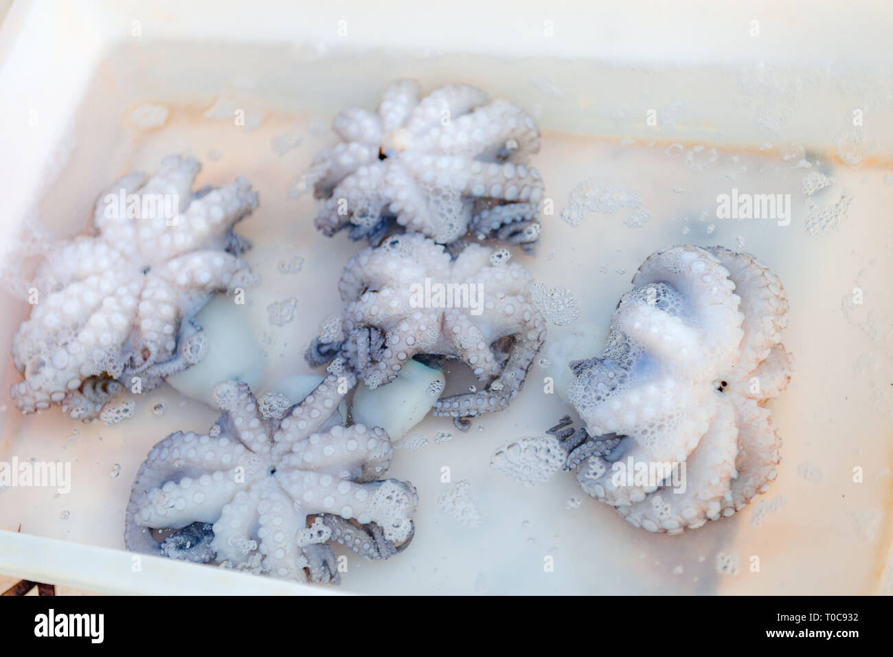 Octopus bay crete hi-res stock photography and images - Alamy