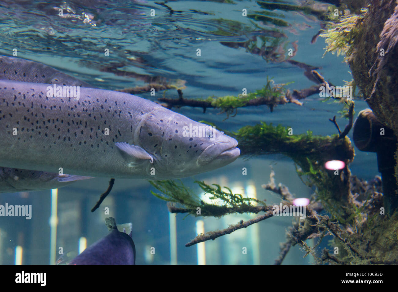 Freshwater fish croatia hi-res stock photography and images - Alamy