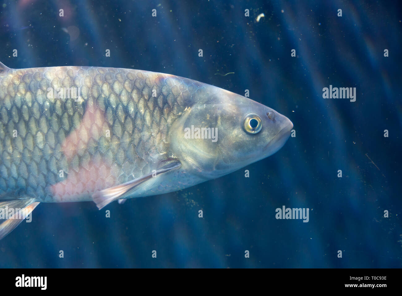 Freshwater fish croatia hi-res stock photography and images - Alamy