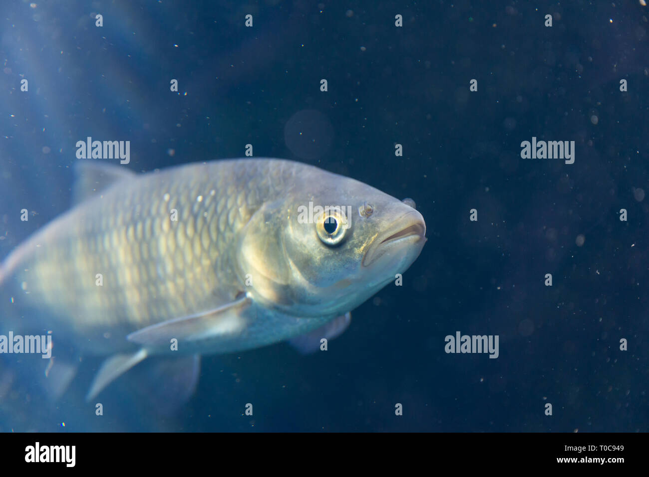 Freshwater fish croatia hi-res stock photography and images - Alamy