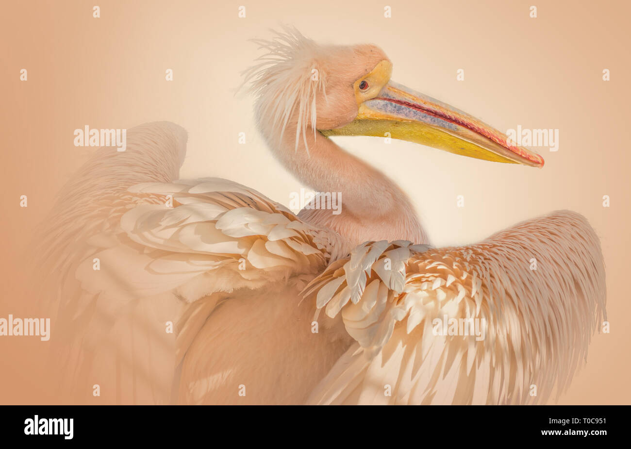 Large beautiful pelican isolated background pink bird Stock Photo - Alamy