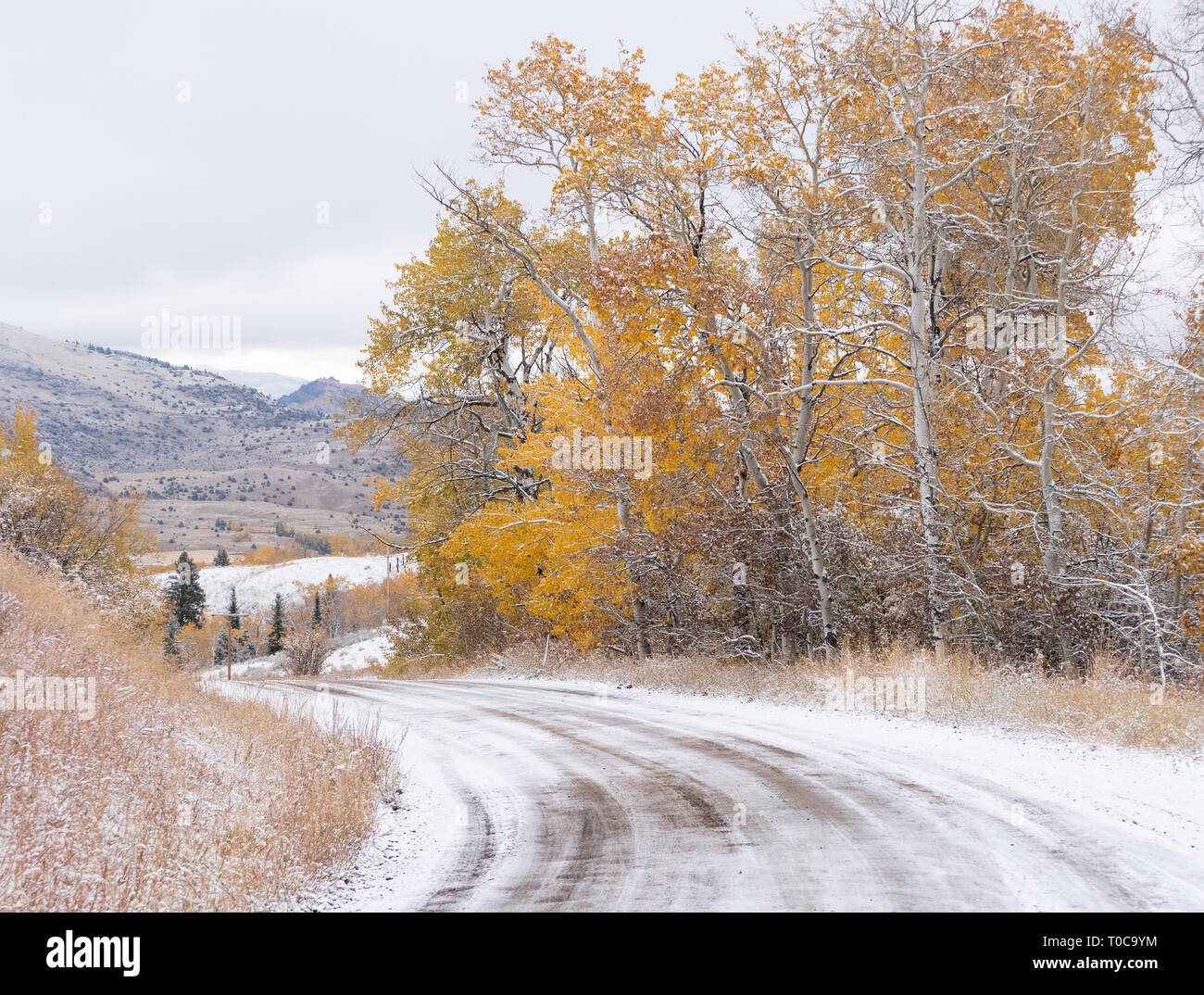 Snowy country road with golden leaves on aspen trees and autumn foliage ...