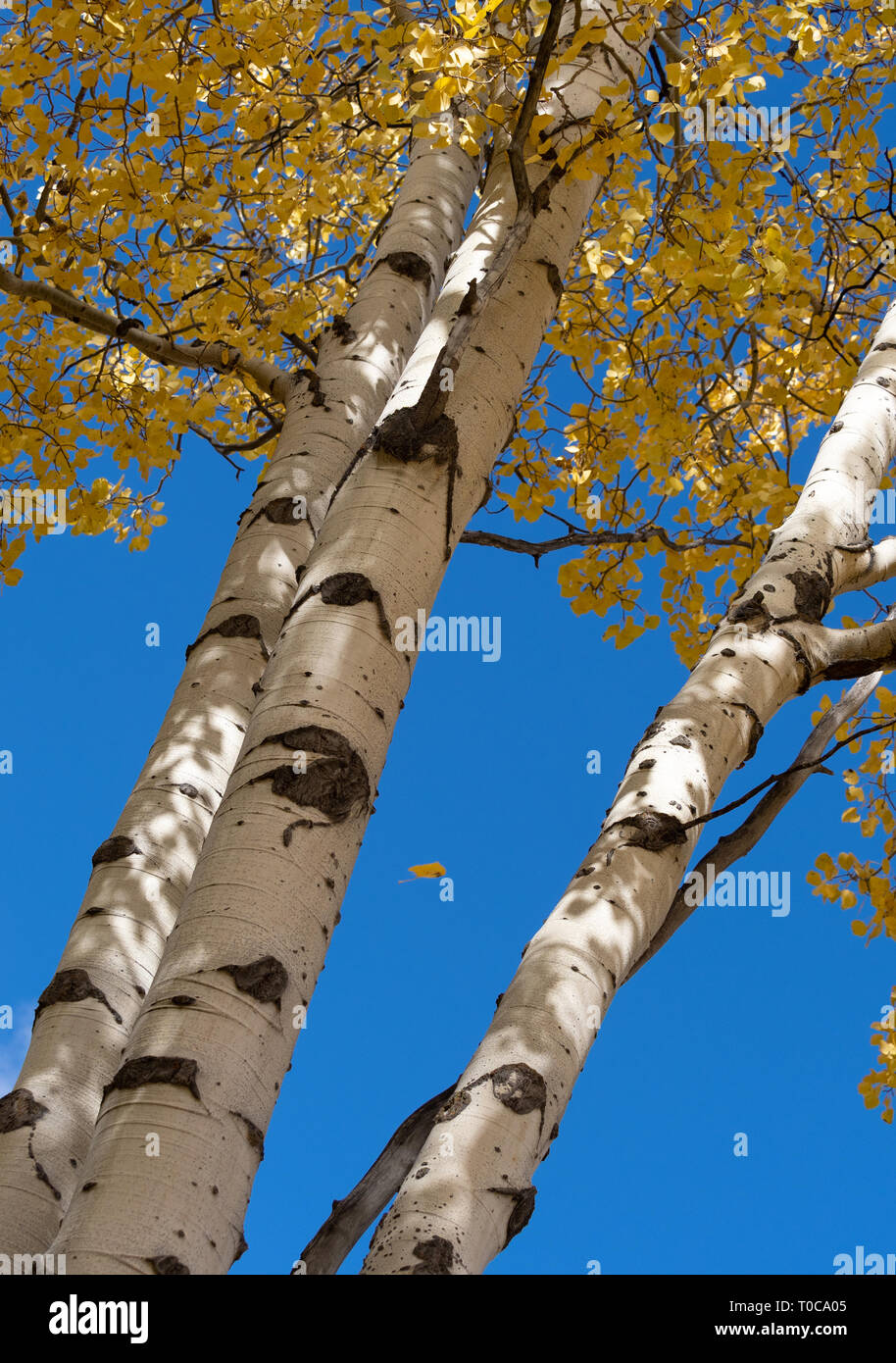 Autumn aspen trees with white bark and golden leaves photographed from ...