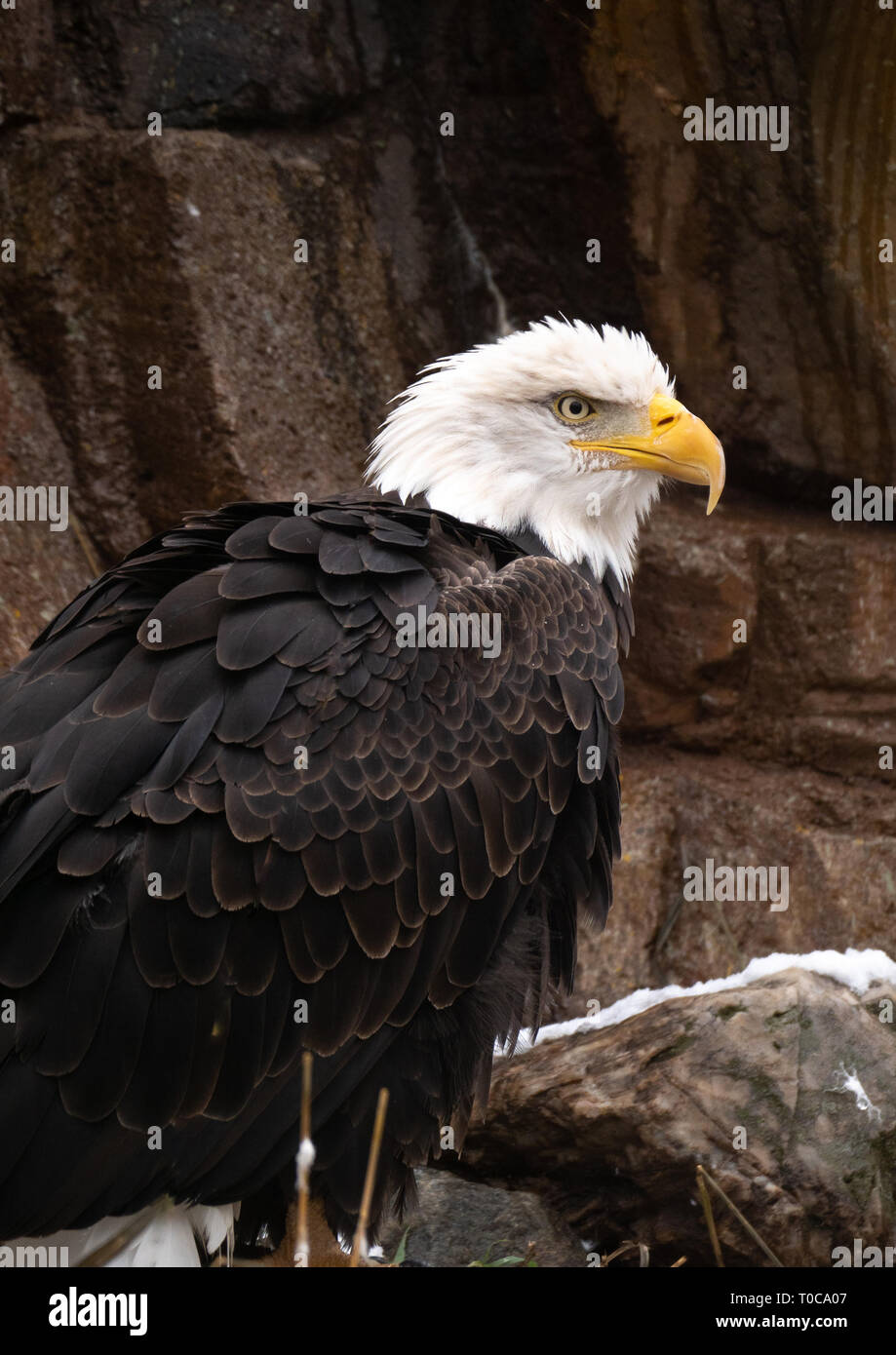 Rocky enclosure hi-res stock photography and images - Alamy