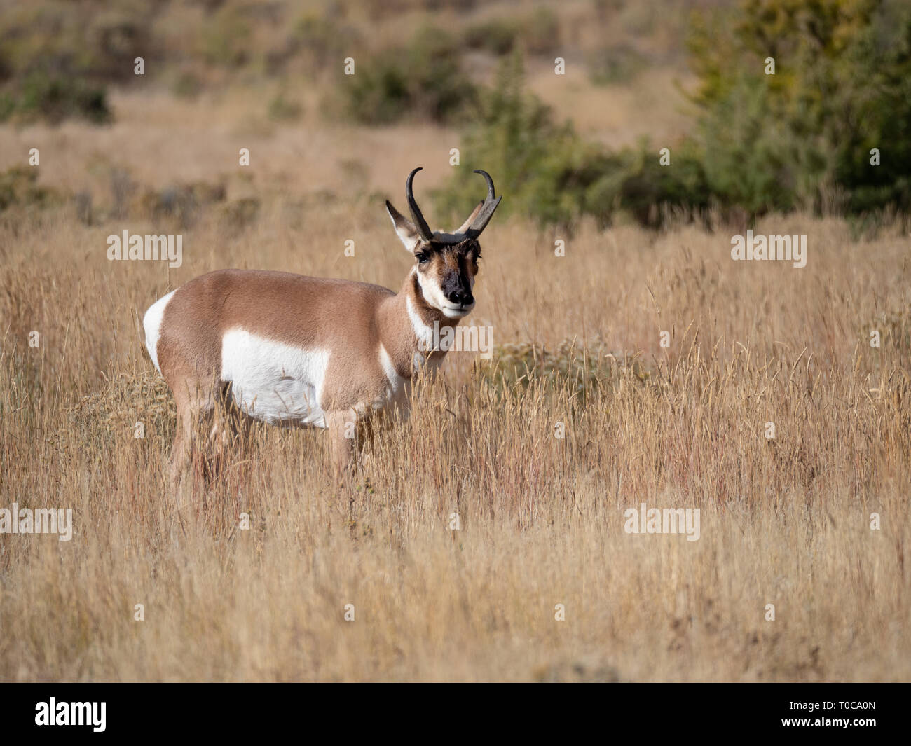 Pronghorn antelope standing hi-res stock photography and images - Alamy
