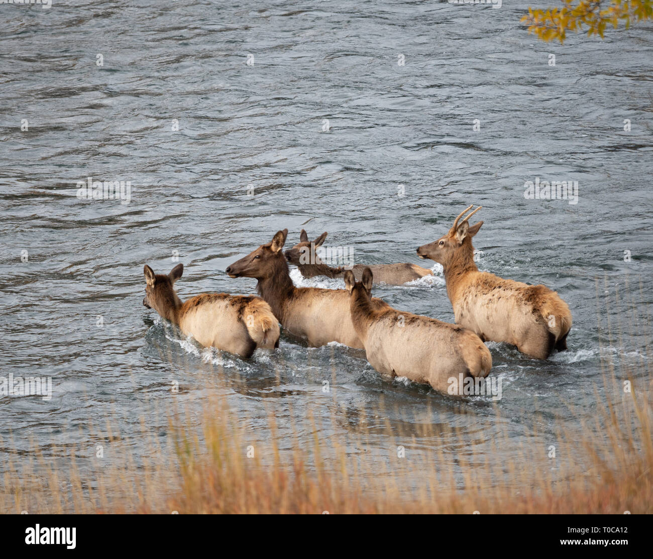 Bull elk and four cow elk crossing the Yellowstone River in autumn ...