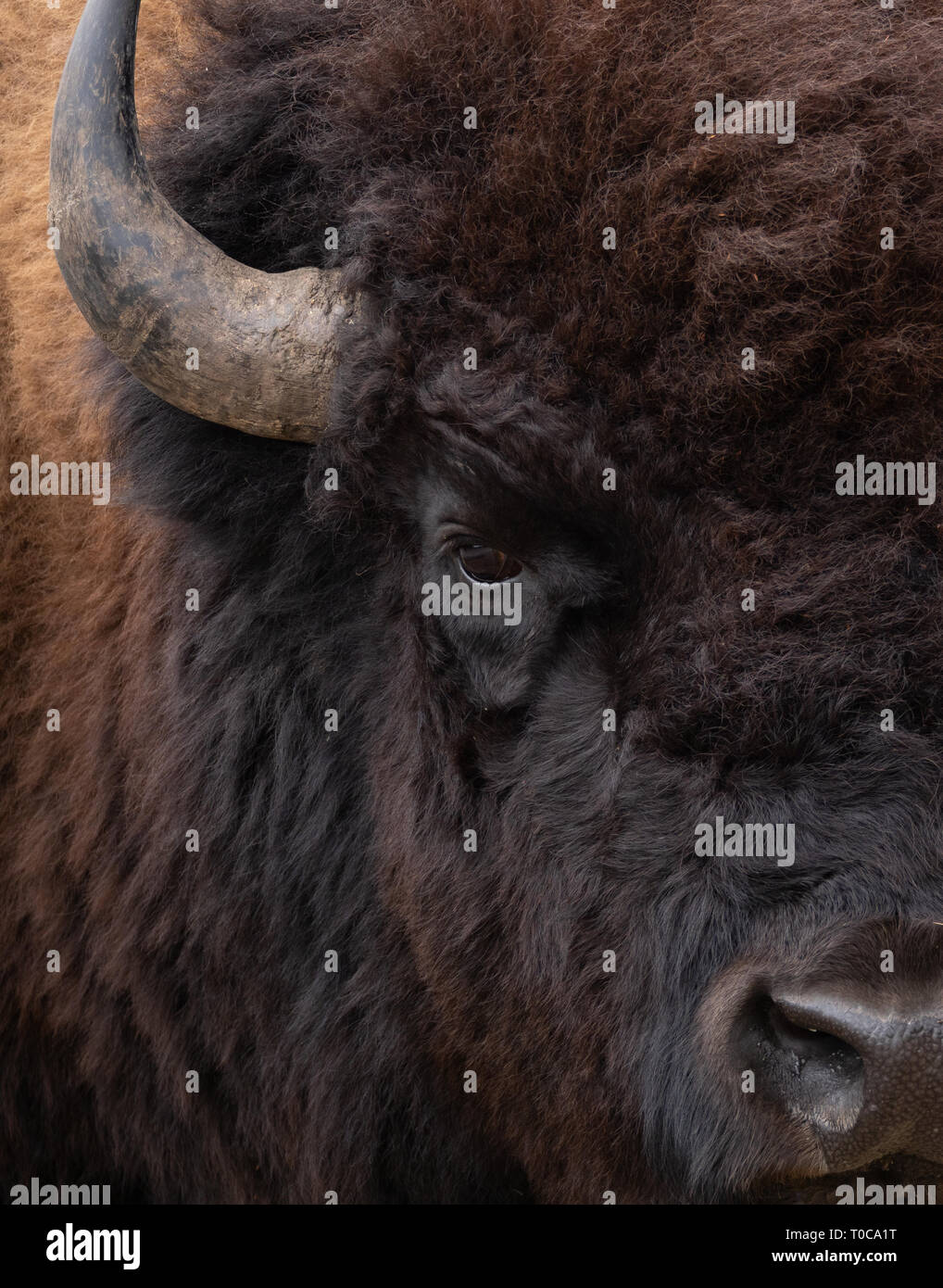 Extreme close up of the left eye, base of the left horn, nose, and the ...