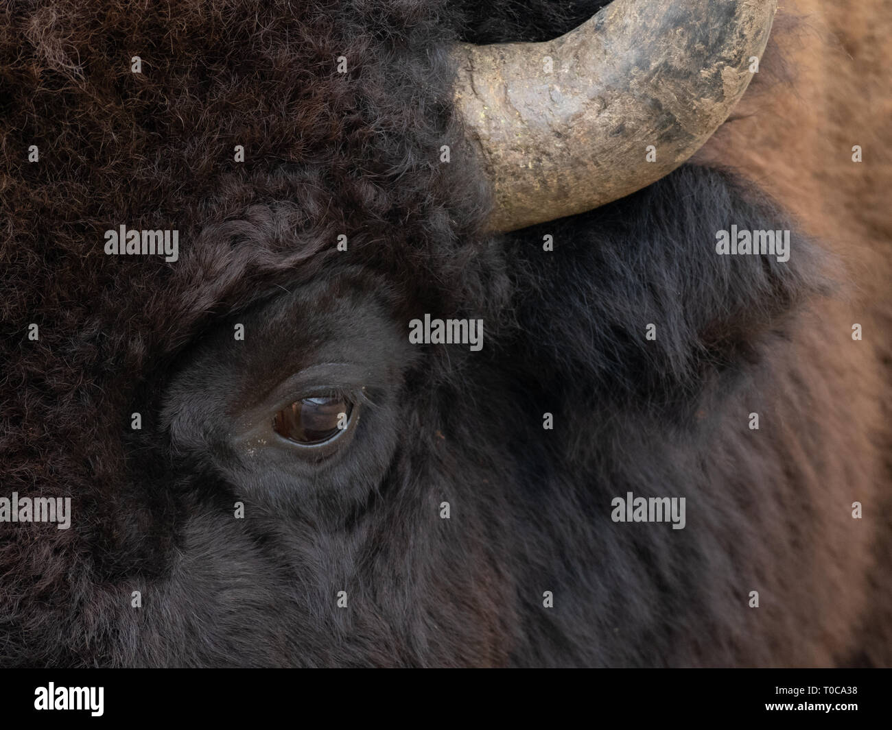 Extreme close up of the left eye, base of the left horn and the thick ...
