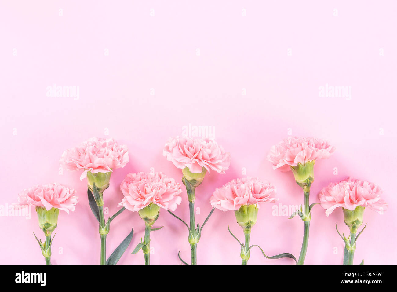 Beautiful elegance blooming baby pink color tender carnations in row ...