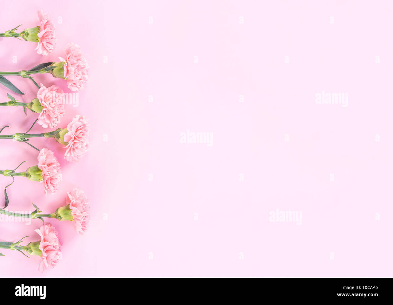 Beautiful elegance blooming baby pink color tender carnations in row ...